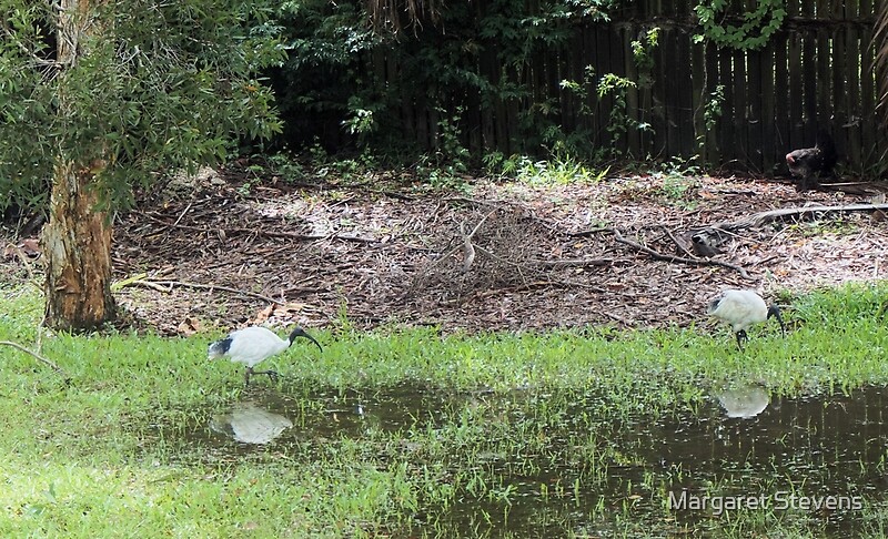 "Ibis and Bush Turkey" by Margaret Stevens | Redbubble