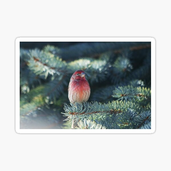 "Male House Finch" Sticker for Sale by alycetaylor | Redbubble