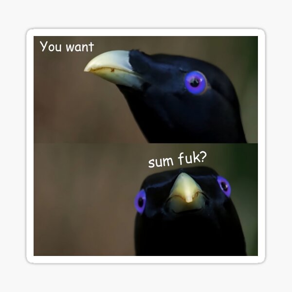 "Baby You Want Sum Fuk? Lemme Smash Crow Bird Meme" Sticker for Sale by ...