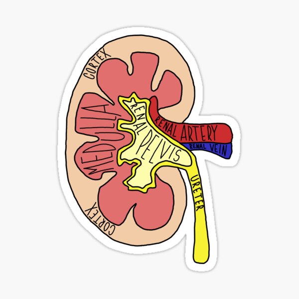 "labeled kidney" Sticker for Sale by marapavlosky | Redbubble