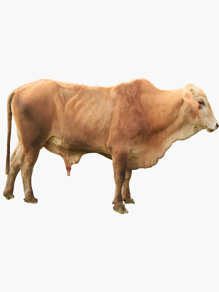 "Brahma Bull " Sticker for Sale by rhamm | Redbubble