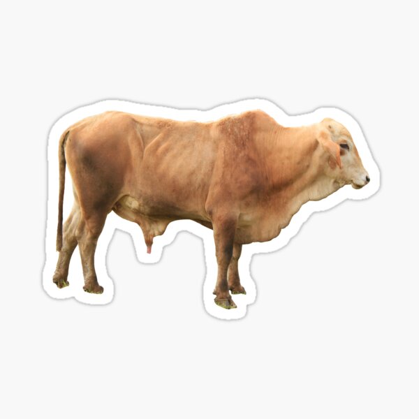 "Brahma Bull " Sticker for Sale by rhamm | Redbubble
