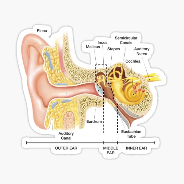 "Anatomy of The Ear" Sticker for Sale by Hoorahville | Redbubble