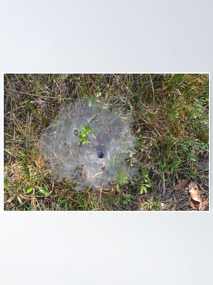 "Funnel Web" Poster for Sale by gurineb | Redbubble