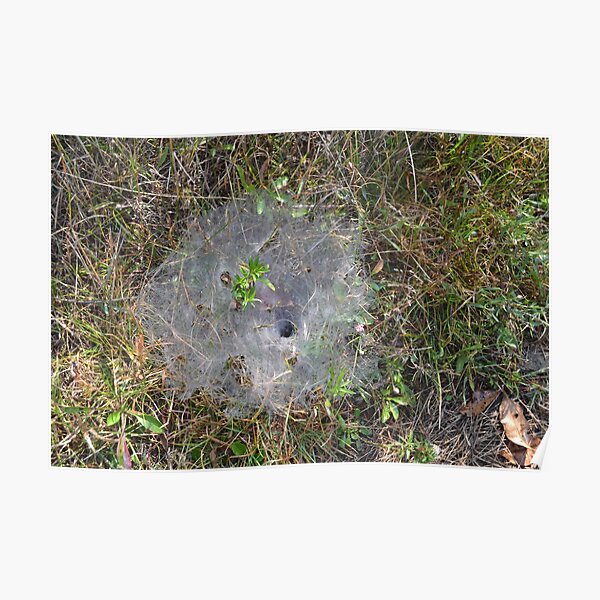 "Funnel Web" Poster for Sale by gurineb | Redbubble