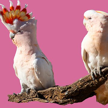 Cacatoès Majeur De Mitchell