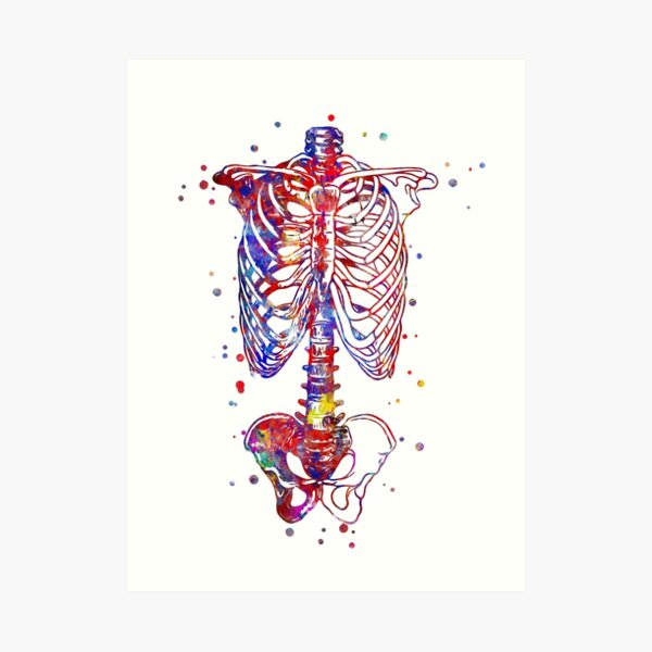 "Skeleton torso, watercolor skeleton torso" Art Print for Sale by ...