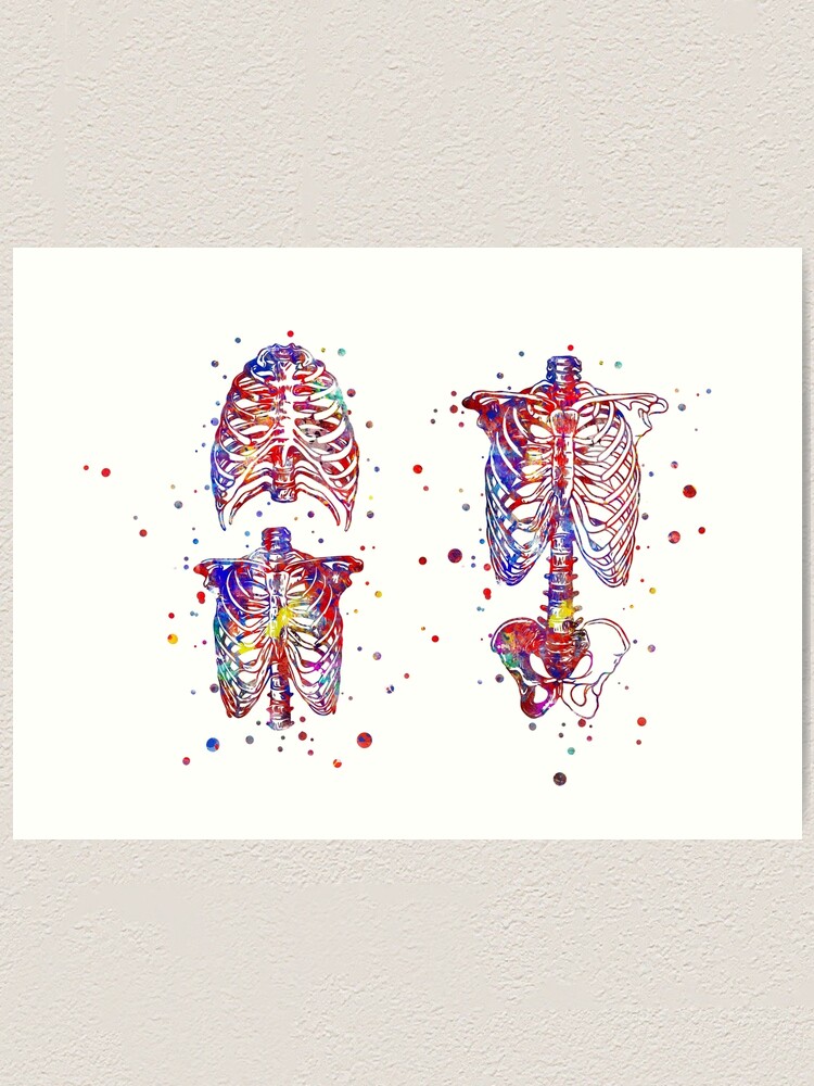 "Skeleton torso, watercolor skeleton torso" Art Print by Rosaliartbook ...