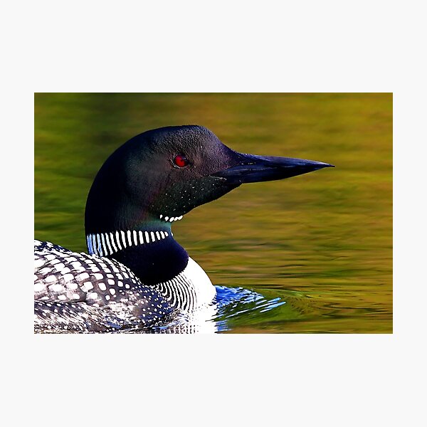 Common Loon Gifts & Merchandise | Redbubble