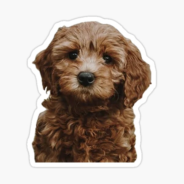 Cavapoo Merch & Gifts for Sale | Redbubble
