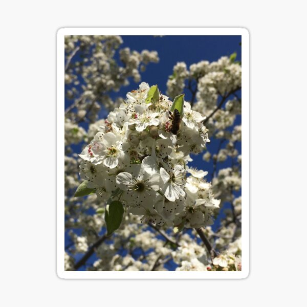 "Gathering pollen" Sticker for Sale by vivevans | Redbubble