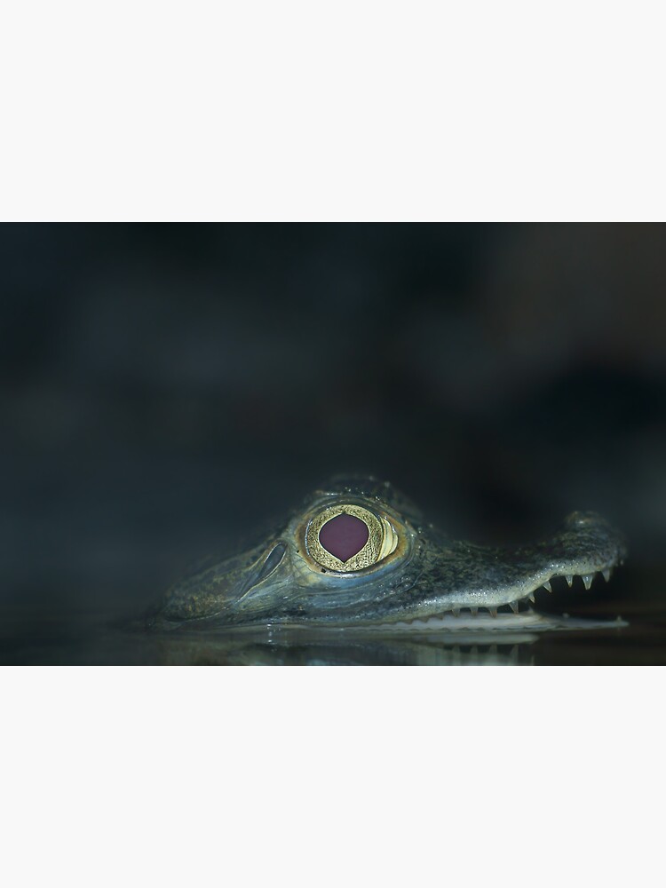"Caiman" Sticker for Sale by gregg1960 | Redbubble