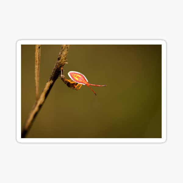 "Poised on the edge" Sticker for Sale by AnnaKT | Redbubble