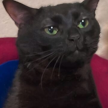 "Zoned out black cat meme" Sticker for Sale by Natalie-kha | Redbubble