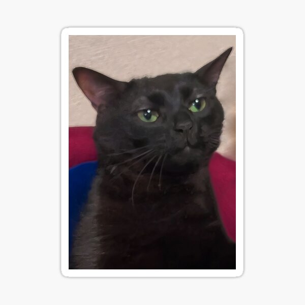 "Zoned out black cat meme" Sticker for Sale by Natalie-kha | Redbubble