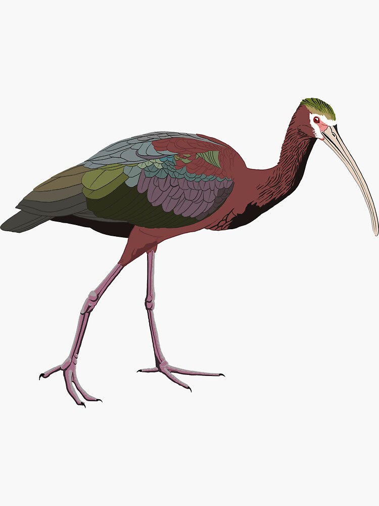 "White-Faced Ibis" Sticker by BennuBirdy | Redbubble