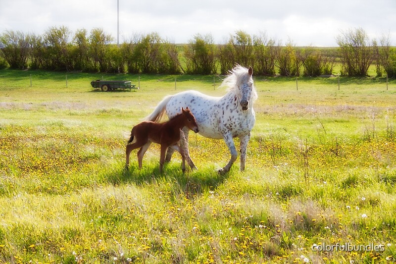 "Spotted mare with new foal" by colorfulbundles | Redbubble