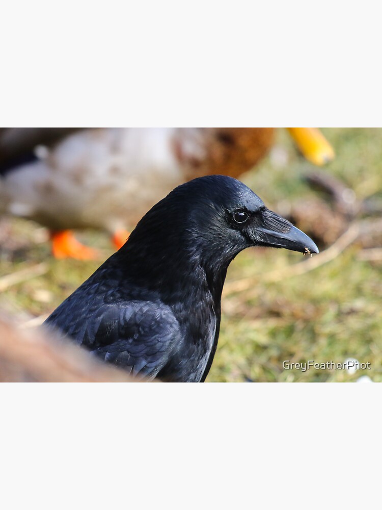 "Carrion crow I" Sticker by GreyFeatherPhot | Redbubble