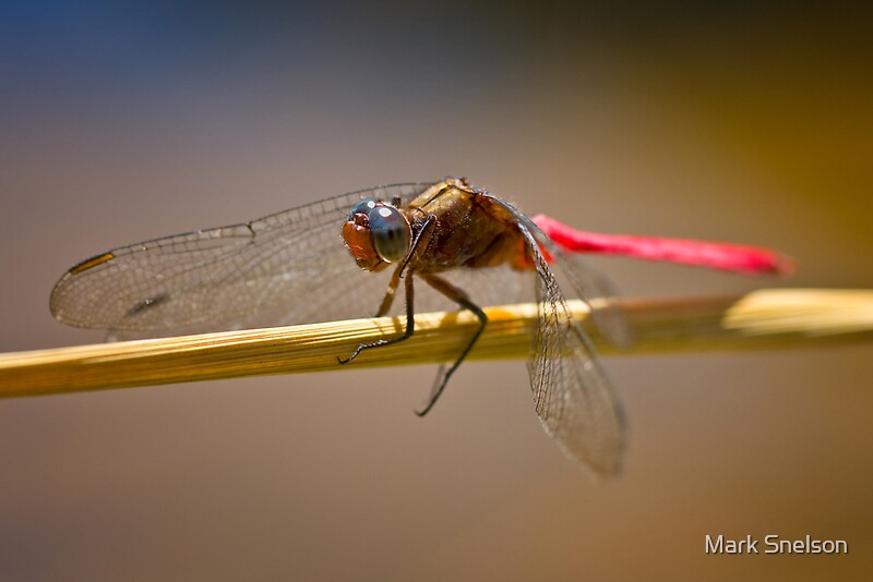 "Red Dragonfly on Reed" by Mark Snelson | Redbubble