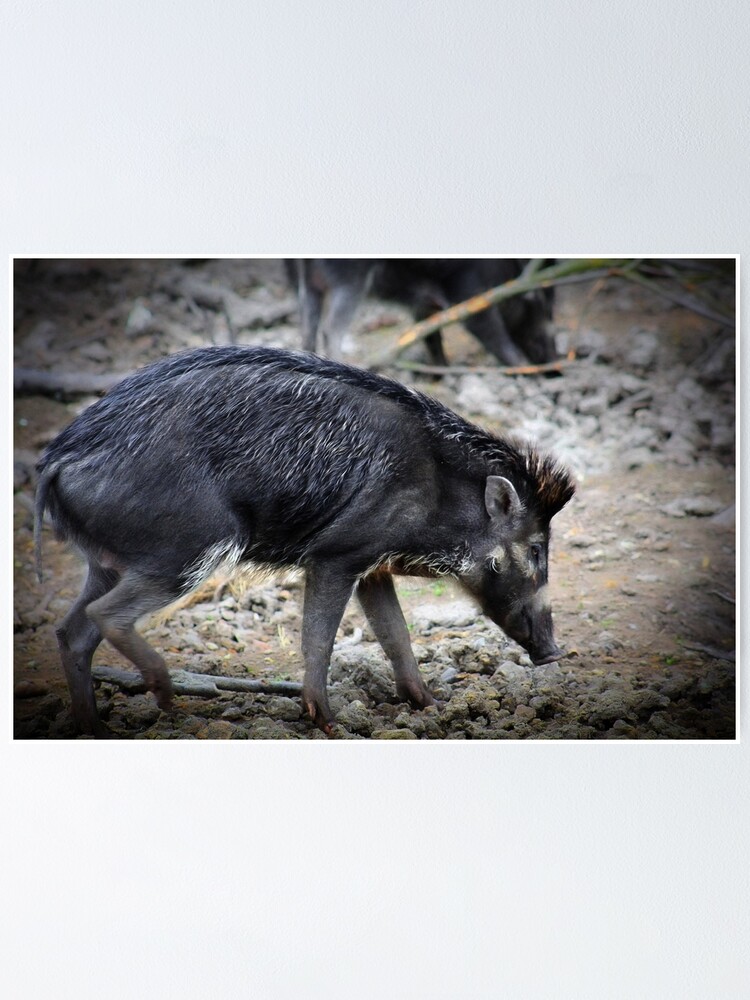 "Javan warty pig" Poster by missmoneypenny | Redbubble