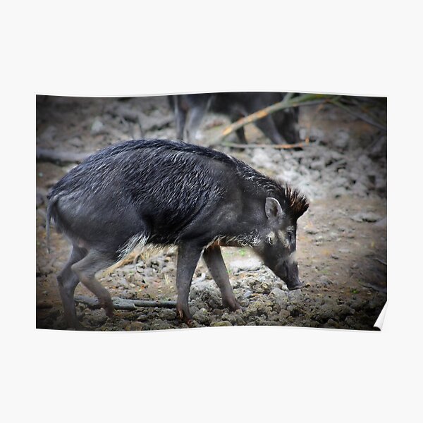 "Javan warty pig" Poster by missmoneypenny | Redbubble