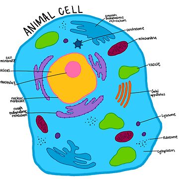 "Labeled Animal Cell" Sticker for Sale by mimzee-anatomy | Redbubble