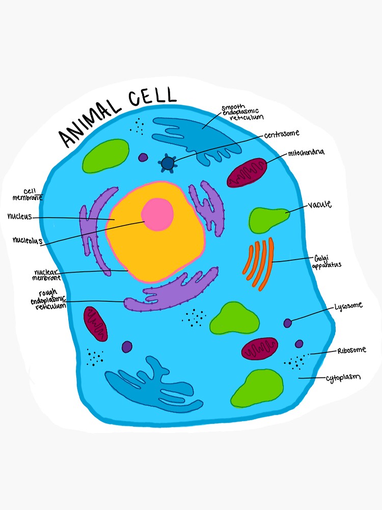 "Labeled Animal Cell" Sticker for Sale by mimzee-anatomy | Redbubble