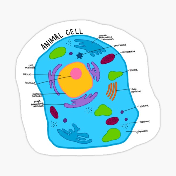 "Labeled Animal Cell" Sticker for Sale by mimzee-anatomy | Redbubble