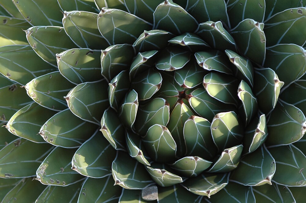 "Queen Victoria Agave" by Chad Suber | Redbubble