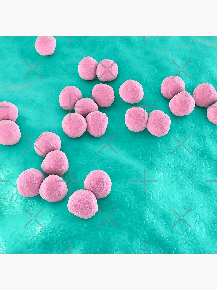 "Veillonella bacteria, gram-negative anaerobic cocci, part of intestine ...
