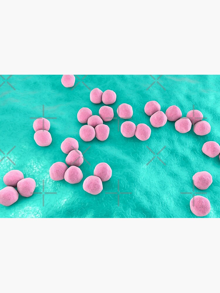 "Veillonella bacteria, gram-negative anaerobic cocci, part of intestine ...