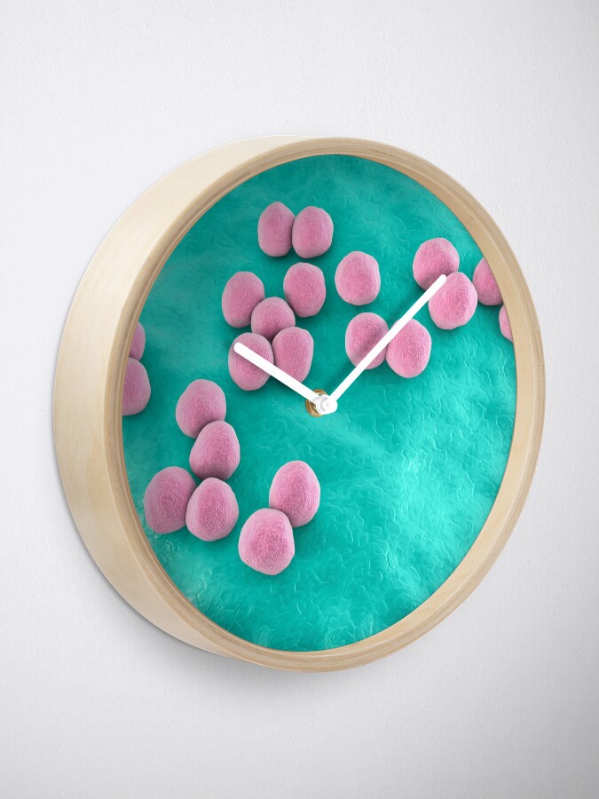 "Veillonella bacteria, gram-negative anaerobic cocci, part of intestine ...