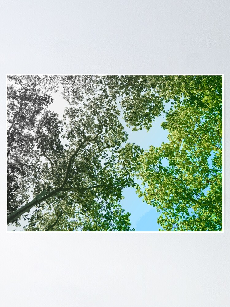 "Trees Map II" Poster for Sale by Bled1 | Redbubble