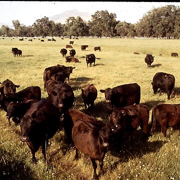 "Angus Cow - Angus Cattle - Angus Beef" Sticker for Sale by animal ...