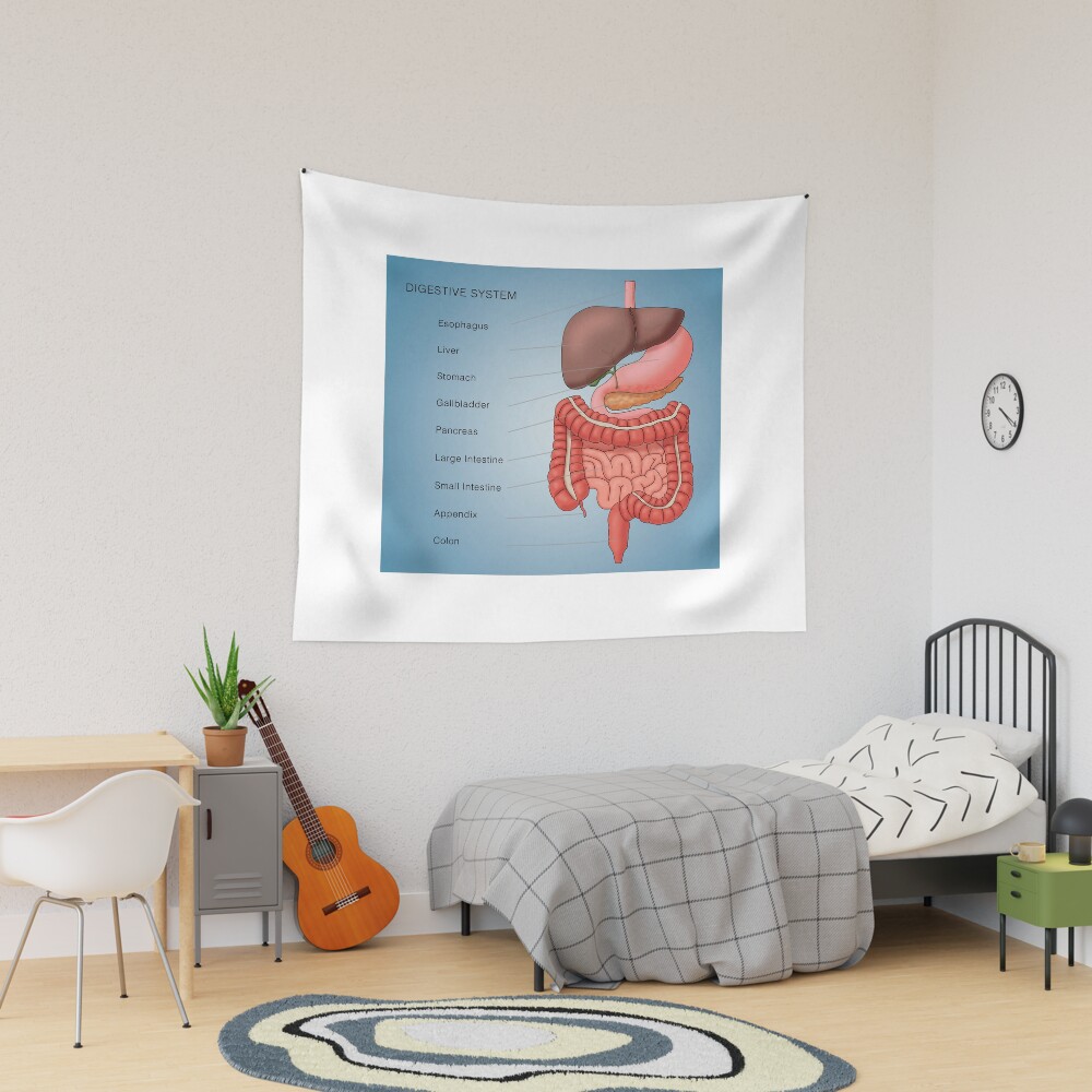 "Digestive System Organs, Medical Illustration With Labels" Poster for ...