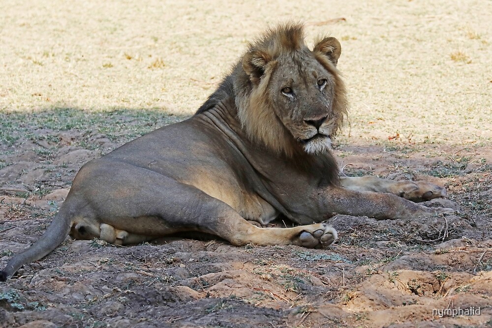 "Mature Male Lion " by nymphalid | Redbubble