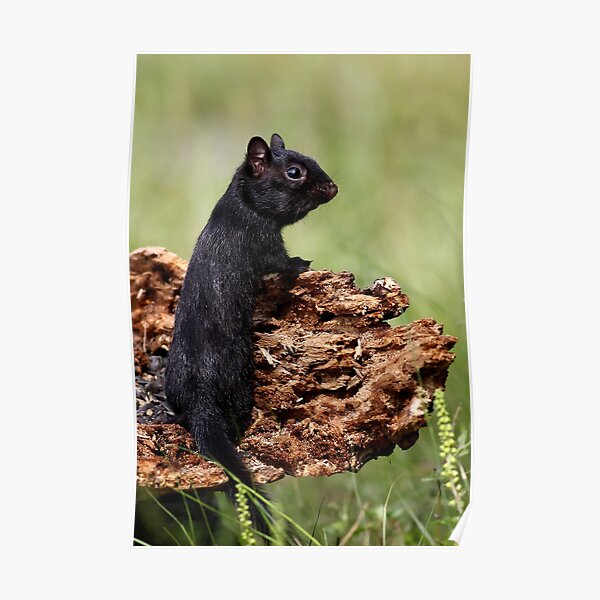 "Black chipmunk" Poster for Sale by darby8 | Redbubble