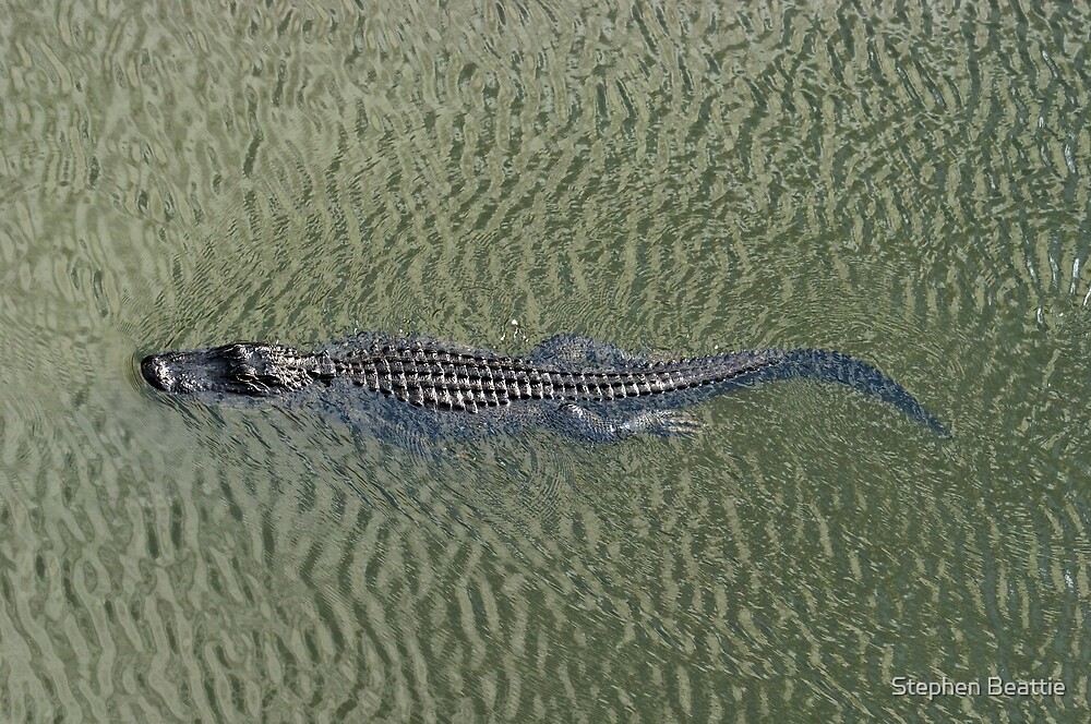 "American Alligator - Swimming" by Stephen Beattie | Redbubble