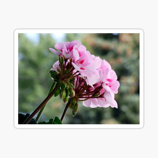 "Pink Geranium" Sticker for Sale by LMontgomery | Redbubble