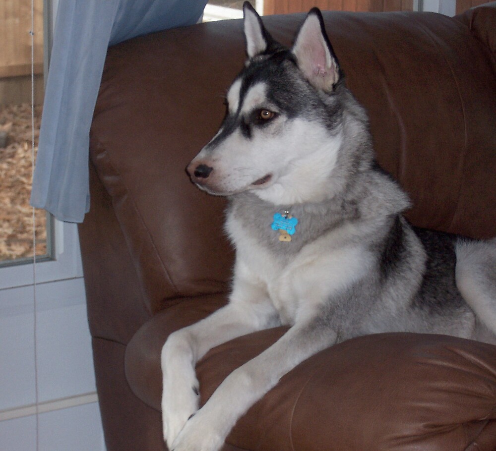 "King Tano" by Devin Pinto | Redbubble