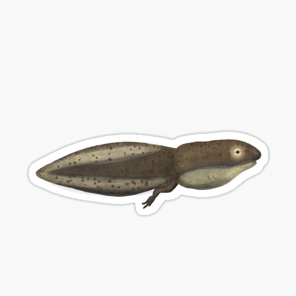 "Pollywog tadpole " Sticker for Sale by lasagnasucc | Redbubble