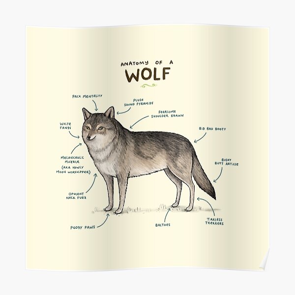 "Anatomy of a Wolf" Poster for Sale by SophieCorrigan | Redbubble