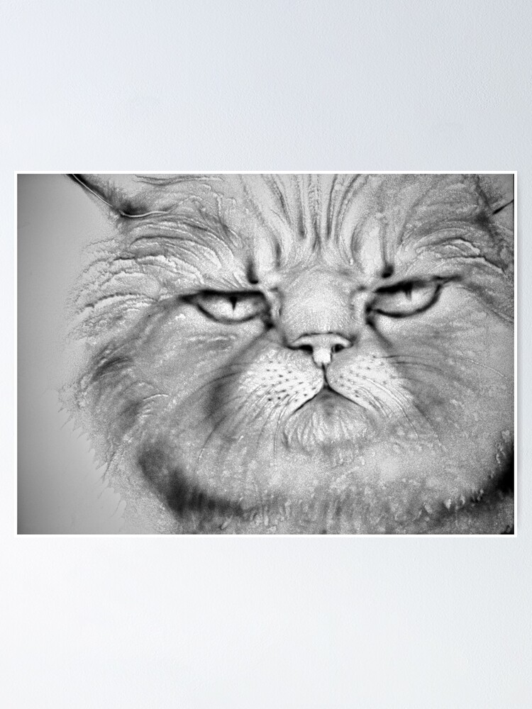 "Angry cat" Poster by sandexperiment | Redbubble
