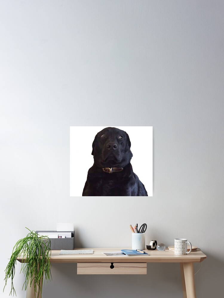 "BLACK LABRADOR STARE DOGGO MEME" Poster for Sale by SHARMO | Redbubble