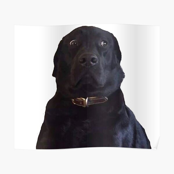 "BLACK LABRADOR STARE DOGGO MEME" Poster by SHARMO | Redbubble