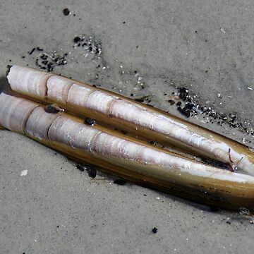 "Razor Clam" Sticker for Sale by Calidris Fotografie Steffi & Ben ...