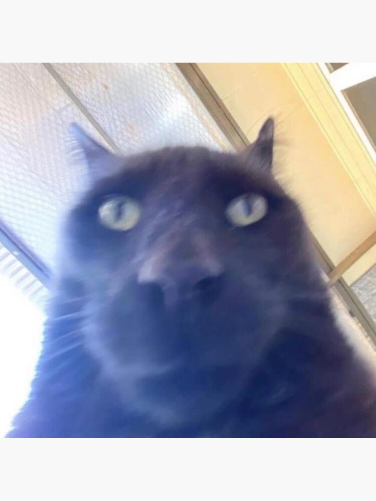 "awkward black cat to stare at you" Sticker for Sale by Agathepages ...