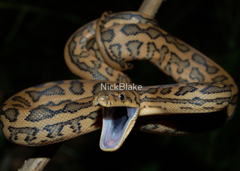 Coastal Carpet Python By NickBlake Redbubble coastal-carpet-python-by-nickblake-redbubble