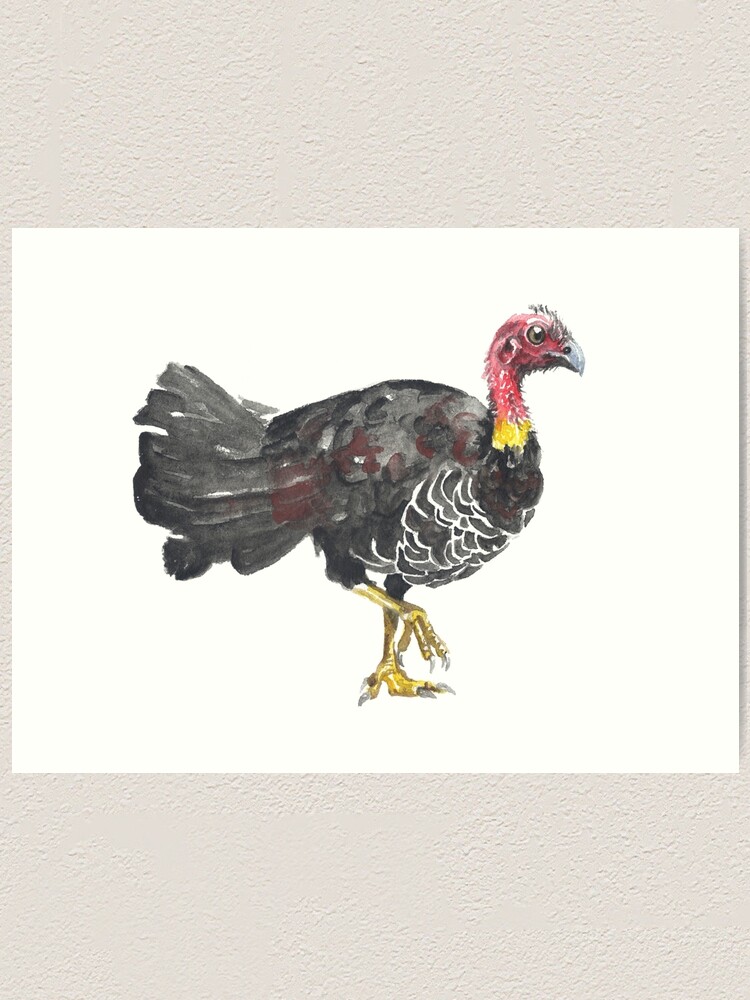 "Brush Turkey" Art Print for Sale by desines | Redbubble