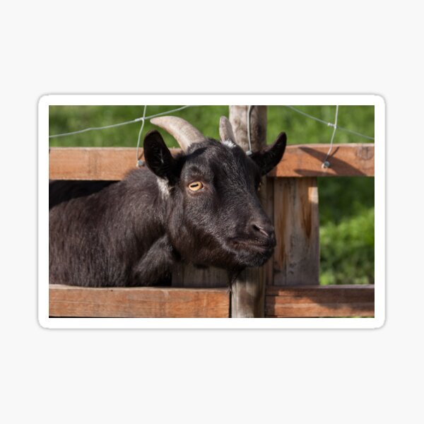 "Funny goat - black goat" Sticker for Sale by animal-animal | Redbubble